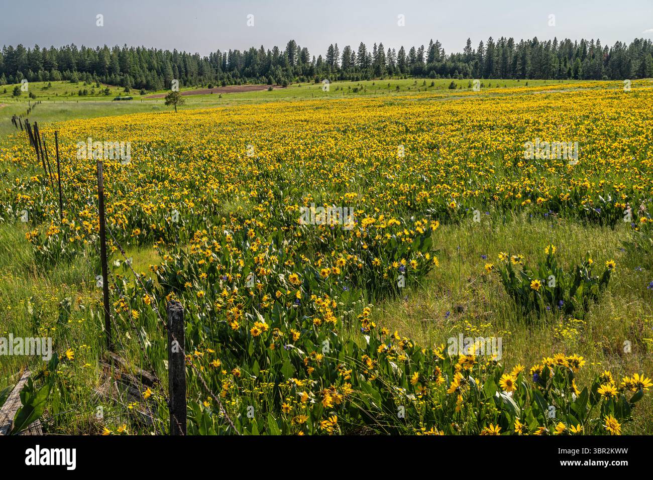 Pacific and idaho northern hi-res stock photography and images - Alamy