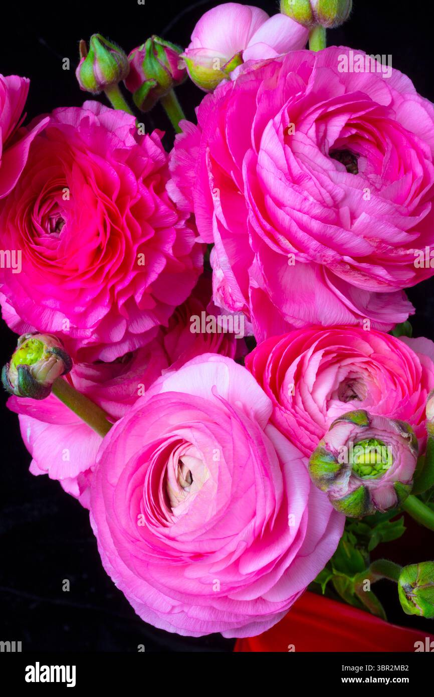 Beautiful pink ranunculus flowers hi-res stock photography and images ...