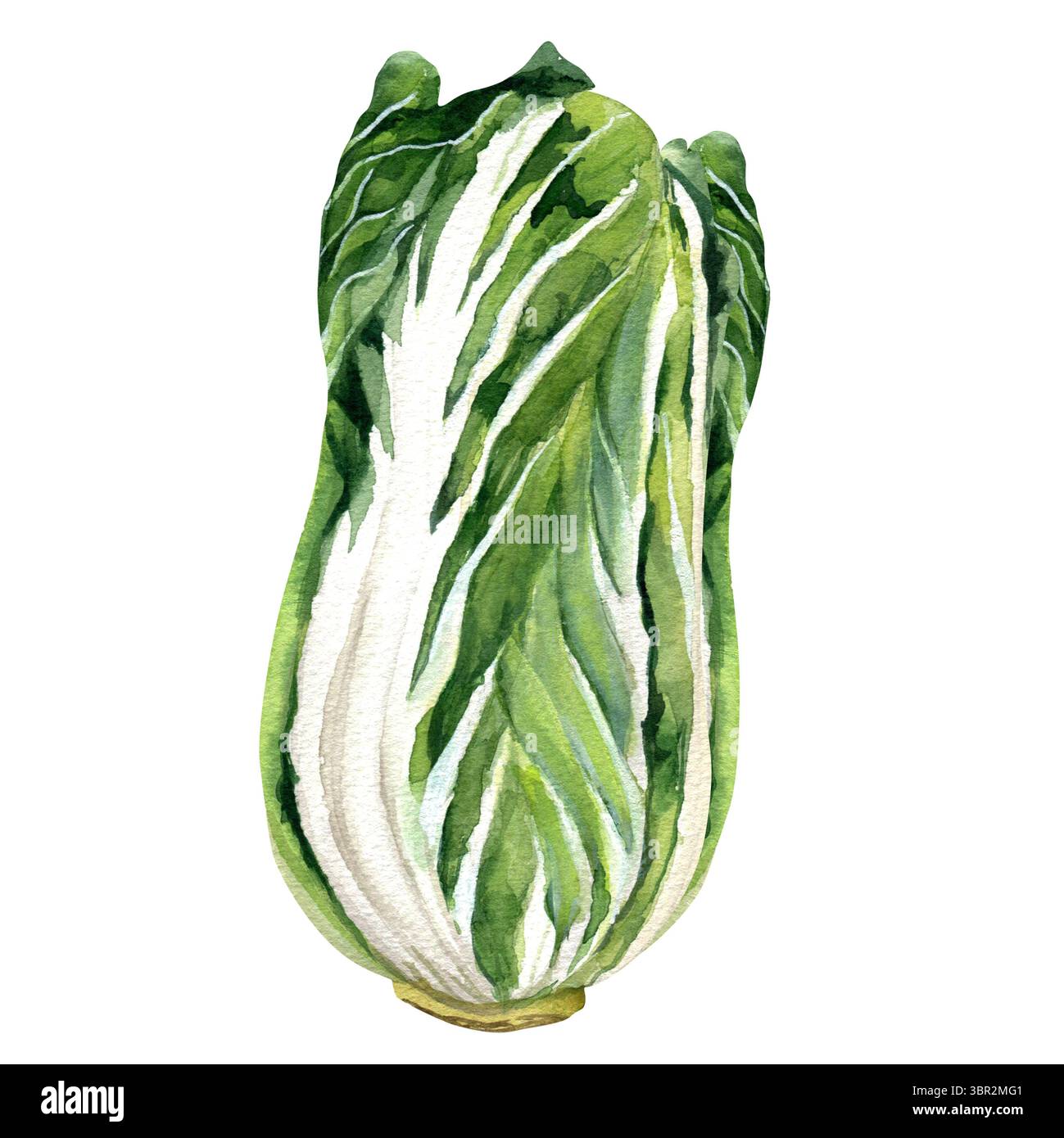 Chinese cabbage head for kimchi - hand drawn watercolor illustration ...