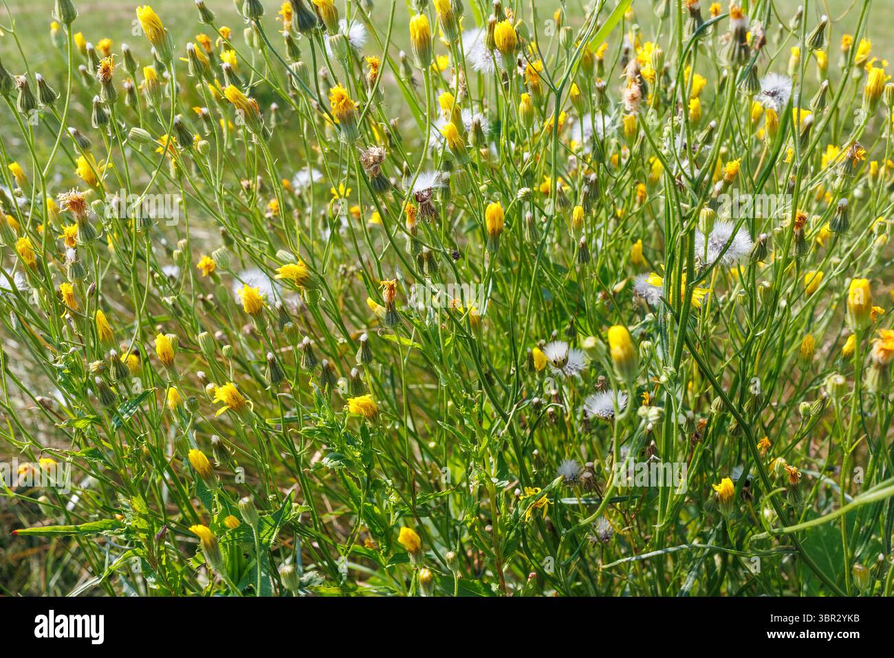 Dense cluster delicate white flowers hi-res stock photography and ...