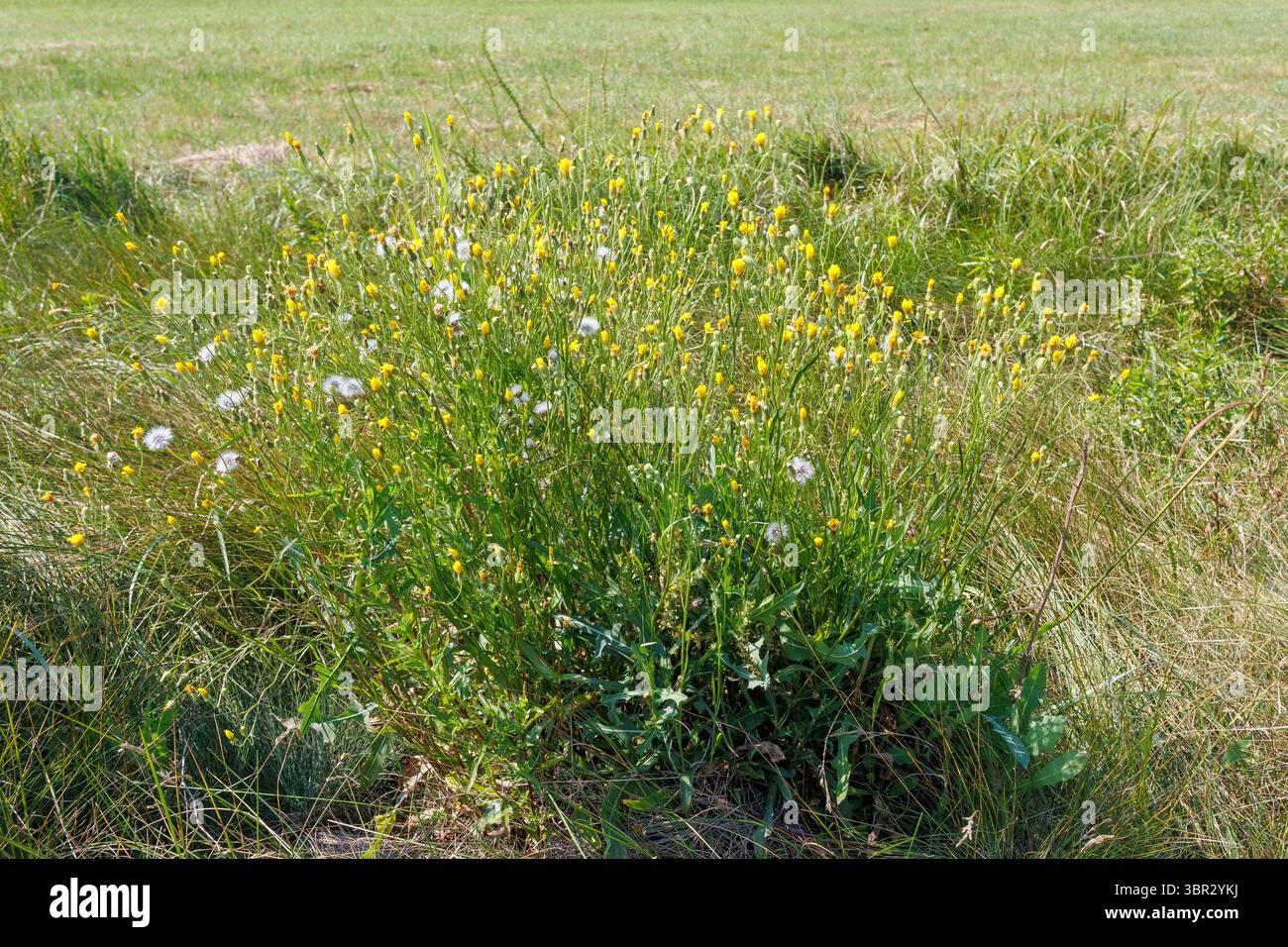 Dense cluster delicate white flowers hi-res stock photography and ...