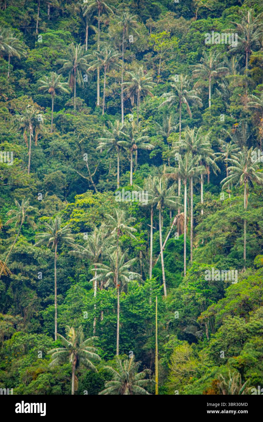 Stunning view of wax palms towering amidst lush greenery in Cocora ...