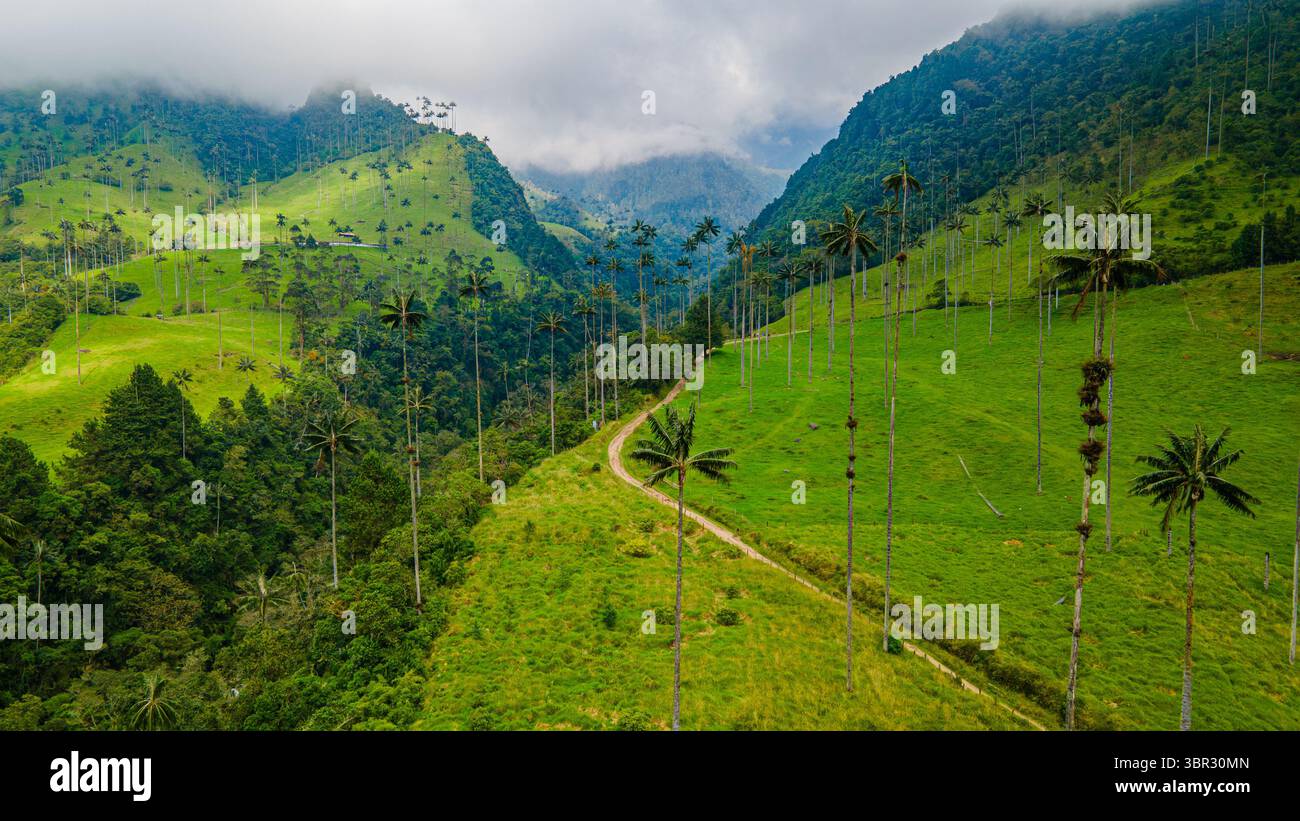 Breathtaking landscape of Cocora Valley featuring the iconic wax palms ...