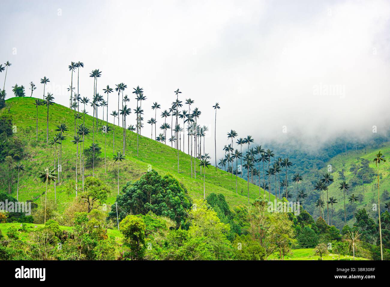 Stunning view of the iconic wax palm trees in Cocora Valley, Quindio, surrounded by lush ...