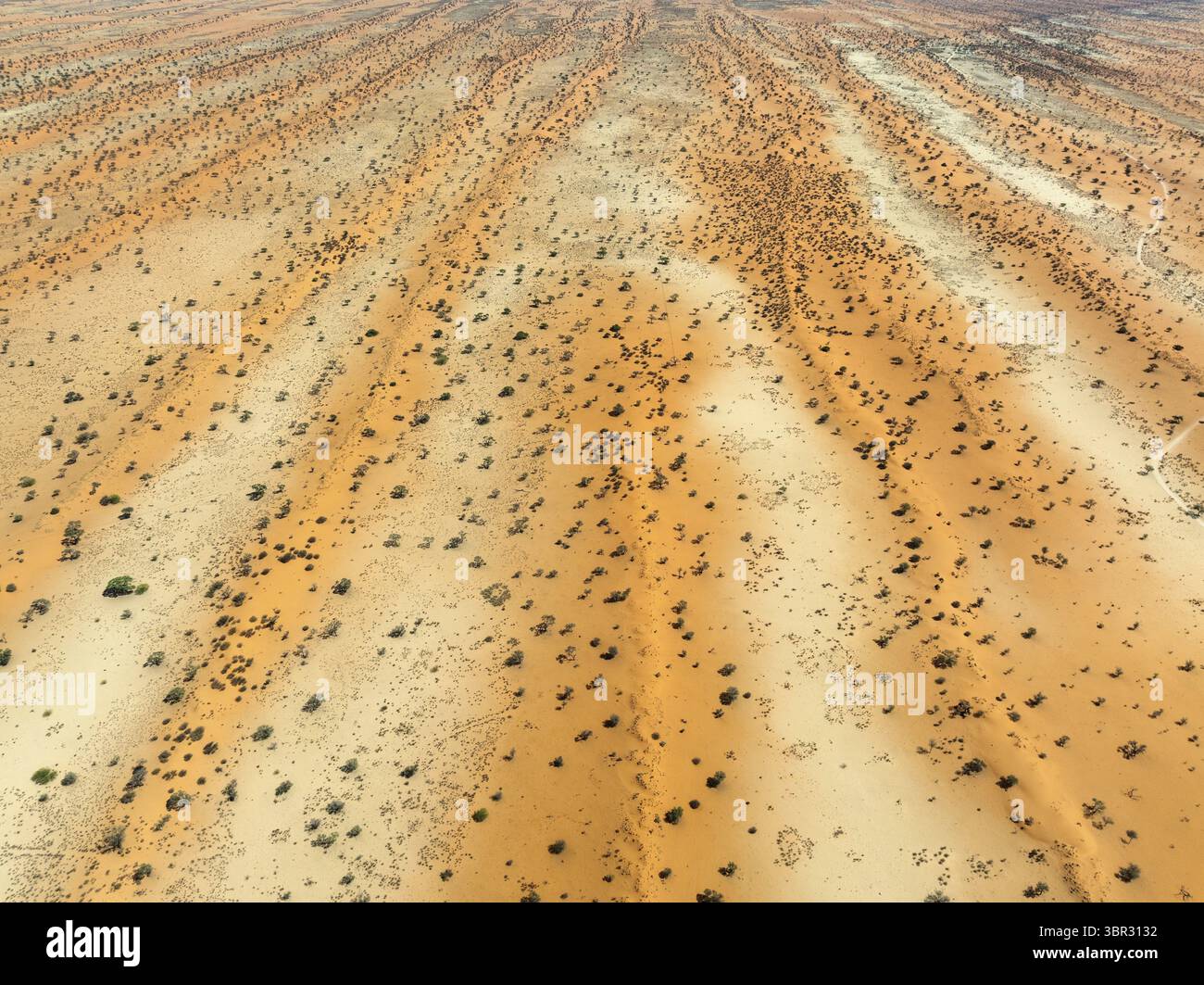 Parallel, linear sand dunes grown with camelthorn trees (Vachellia ...