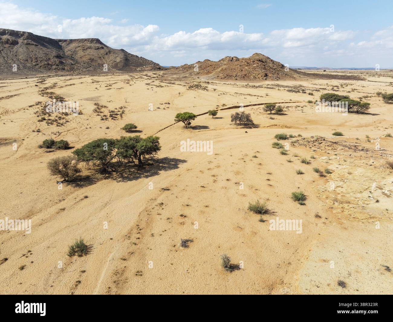 Arid plains and camelthorn trees (Vachellia erioloba) in the Gondwana ...