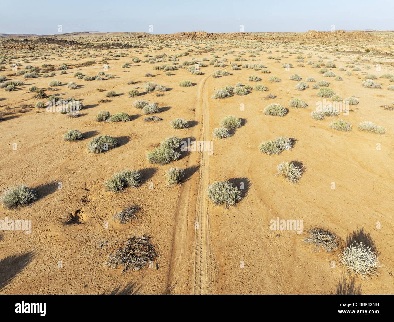 Masses of Euphorbia gregaria and desert track. Aerial view. Drone shot ...