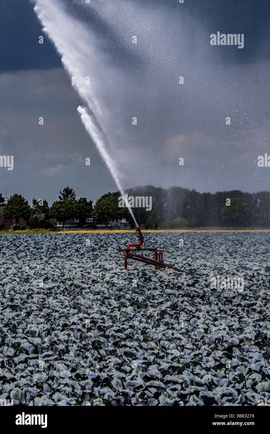 Agriculture, artificial irrigation of a field, irrigation system ...