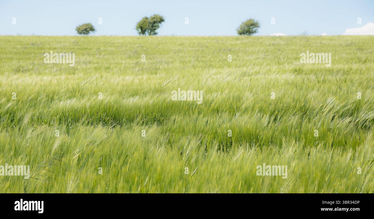 Flat design is showing sprawling green barley field swaying under clear ...
