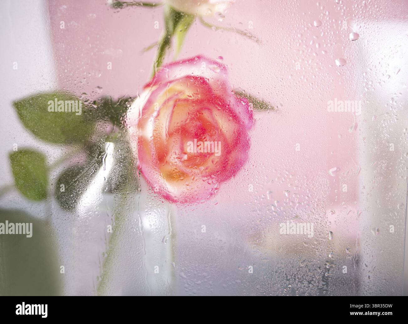 Beautiful pink rose behind wet window Stock Photo - Alamy