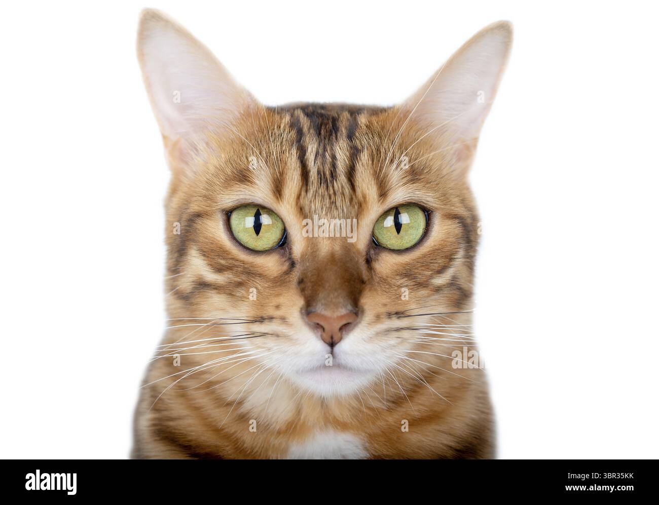 Bengal cat head with green eyes close-up on a white background Stock ...