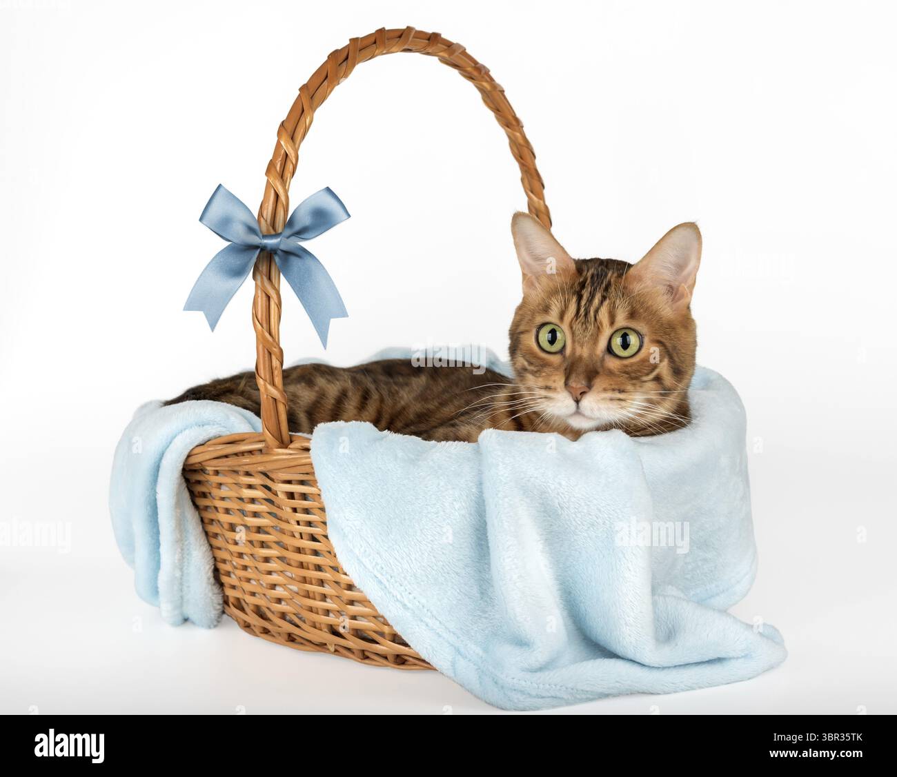 Domestic cat in basket isolated. Bengal cat sitting in wicker basket ...