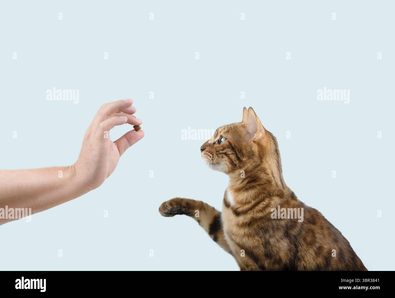 Domestic cat teaching treat commands on a blue background. Copy space ...