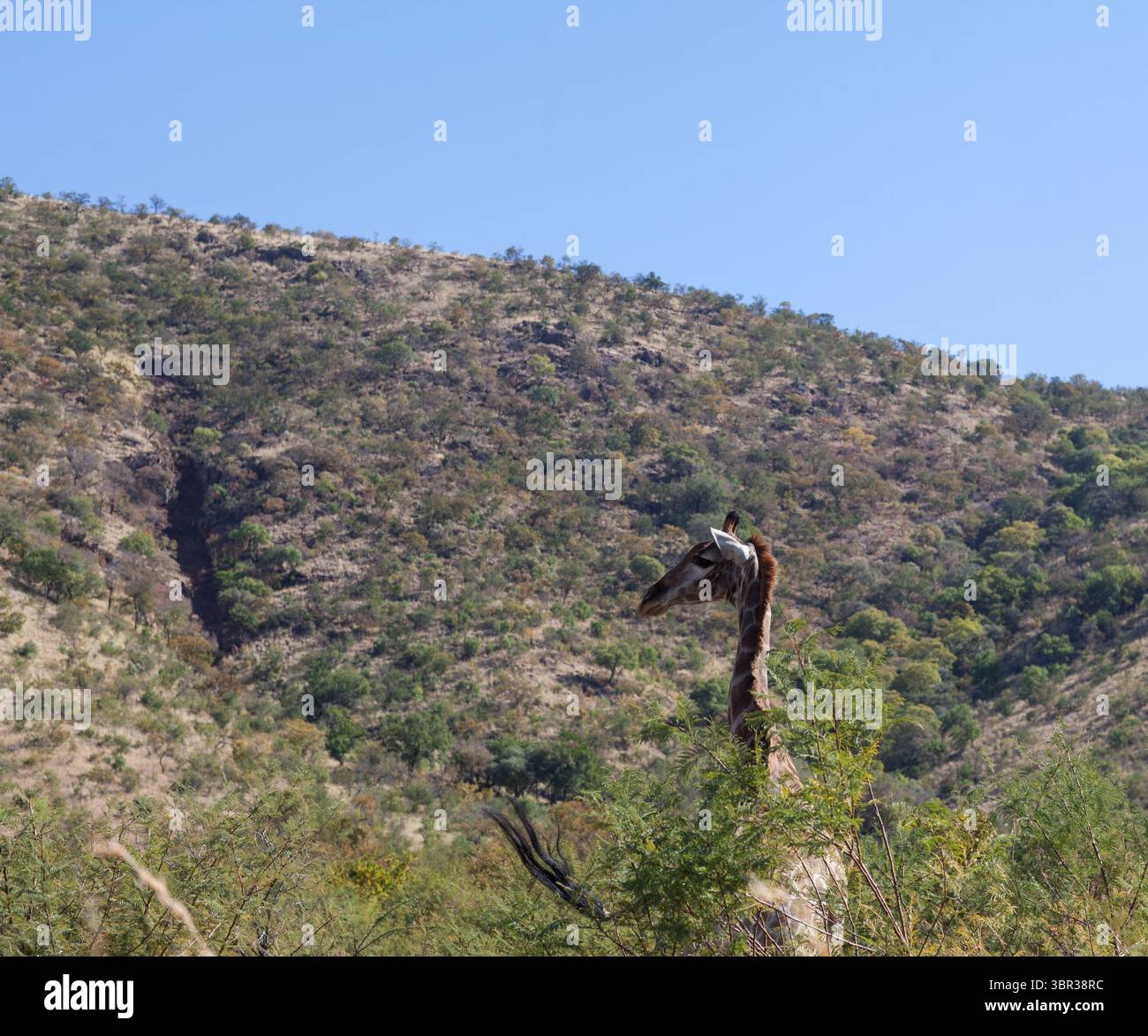 Giraffe outdoors in wildlife hi-res stock photography and images - Alamy