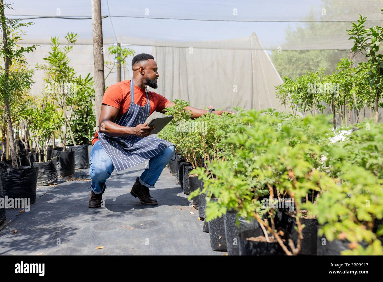 African American man in apron inspecting shrub leaves under shade cloth ...