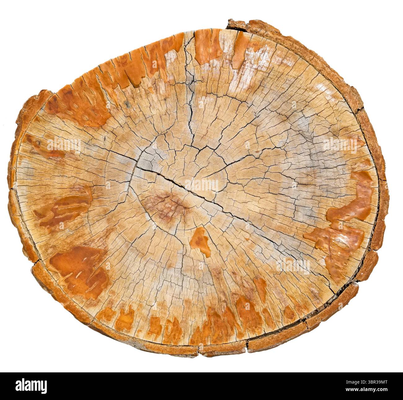 Wooden slice isolated on white background Stock Photo - Alamy