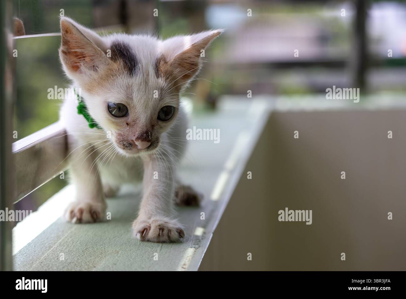 Adorable white kitten's sad face close-up. Cute domestic pet cat sits ...