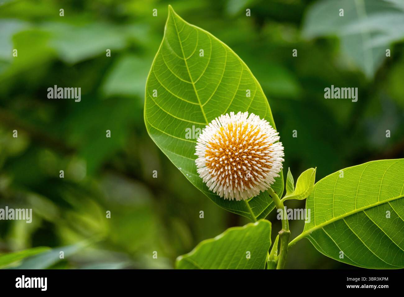 Stunning Burflower (Neolamarckia cadamba) in close-up with soft green ...