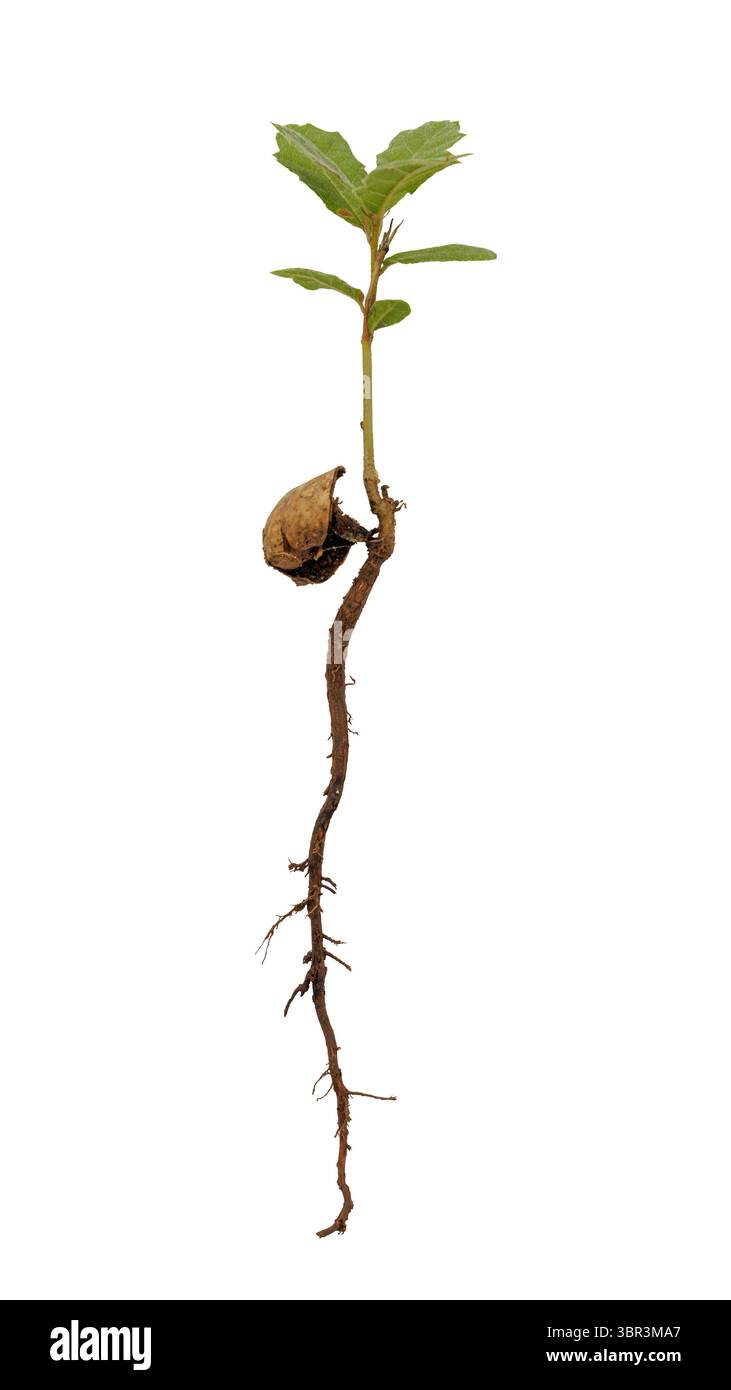 Young spring leaves sprouting Cut Out Stock Images & Pictures - Alamy