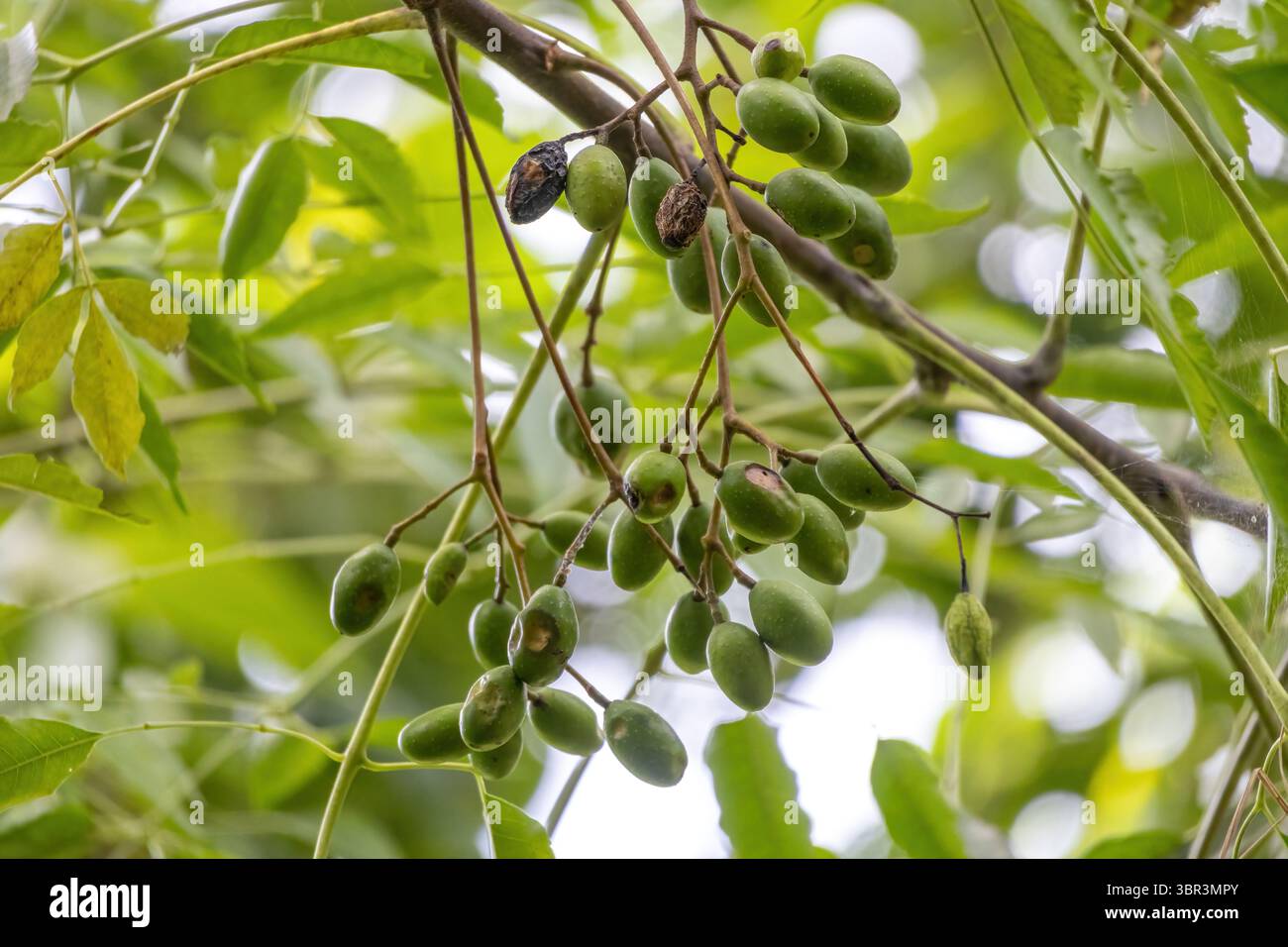 Neem health benefits hi-res stock photography and images - Alamy