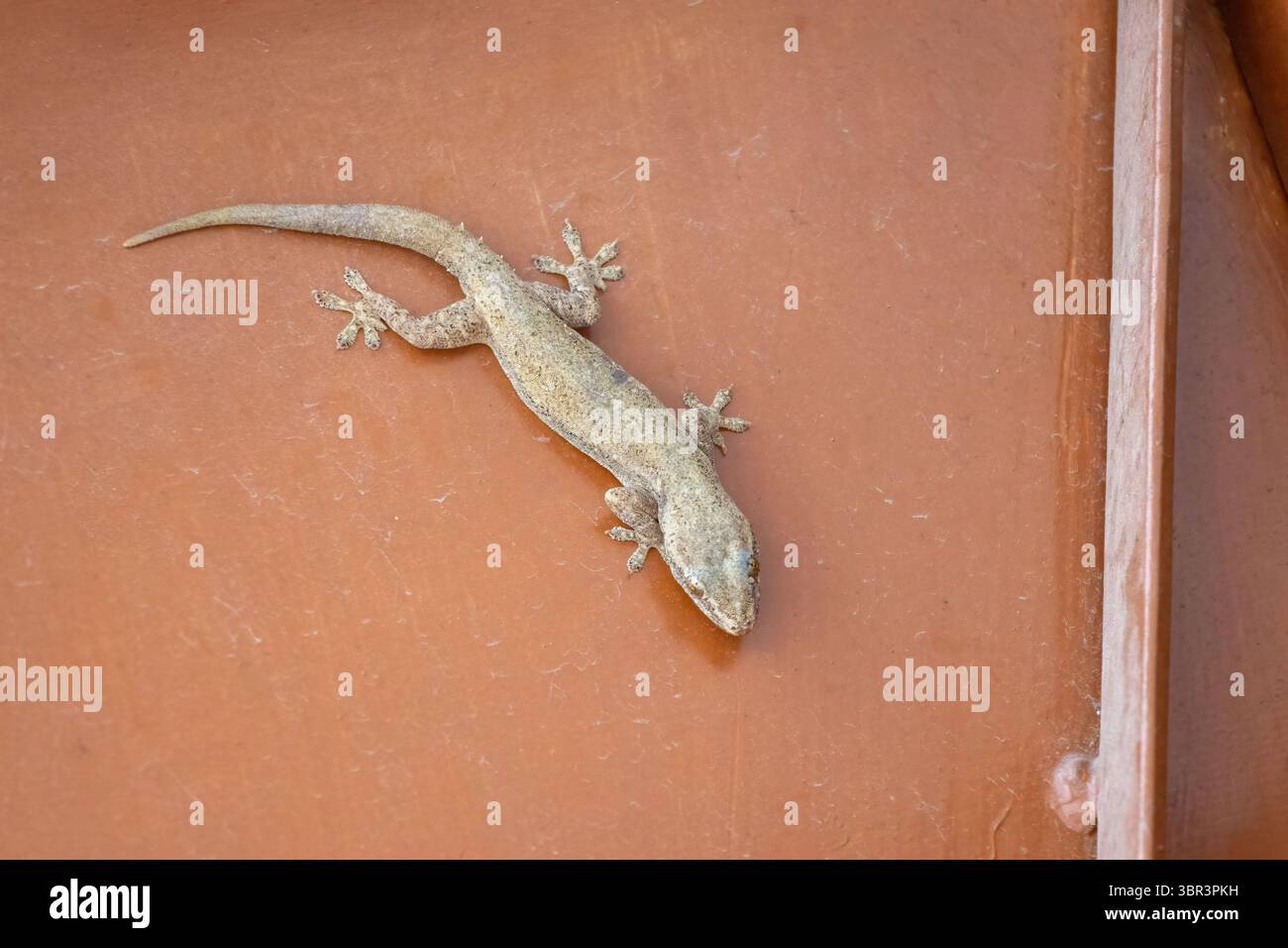 Close-up of a Common House Gecko (Hemidactylus frenatus) on a metal ...