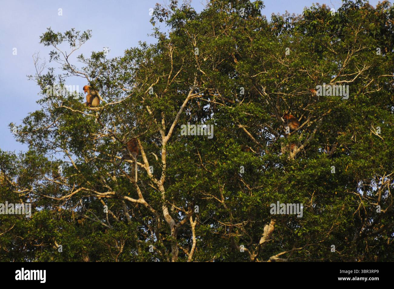 August 6, 2008, Kinabatangan, Borneo, Malaysia: Proboscis monkeys ...