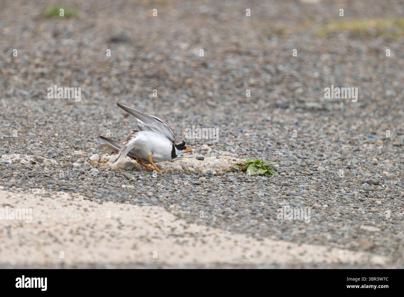 Feigning a broken wing hi-res stock photography and images - Alamy