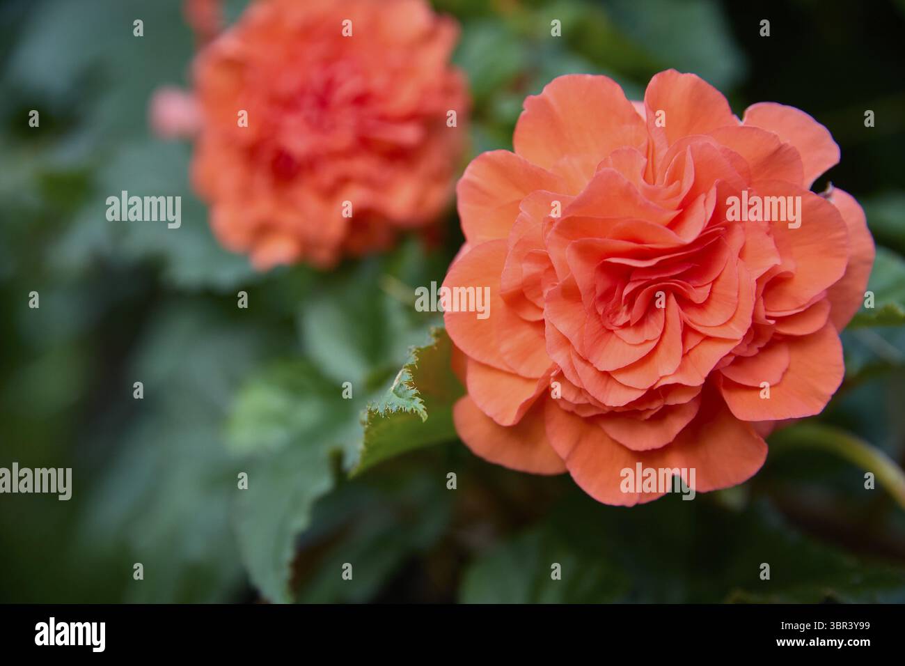 Begonia Elatior close-up. A flowering plant of the Begoniaceae family ...