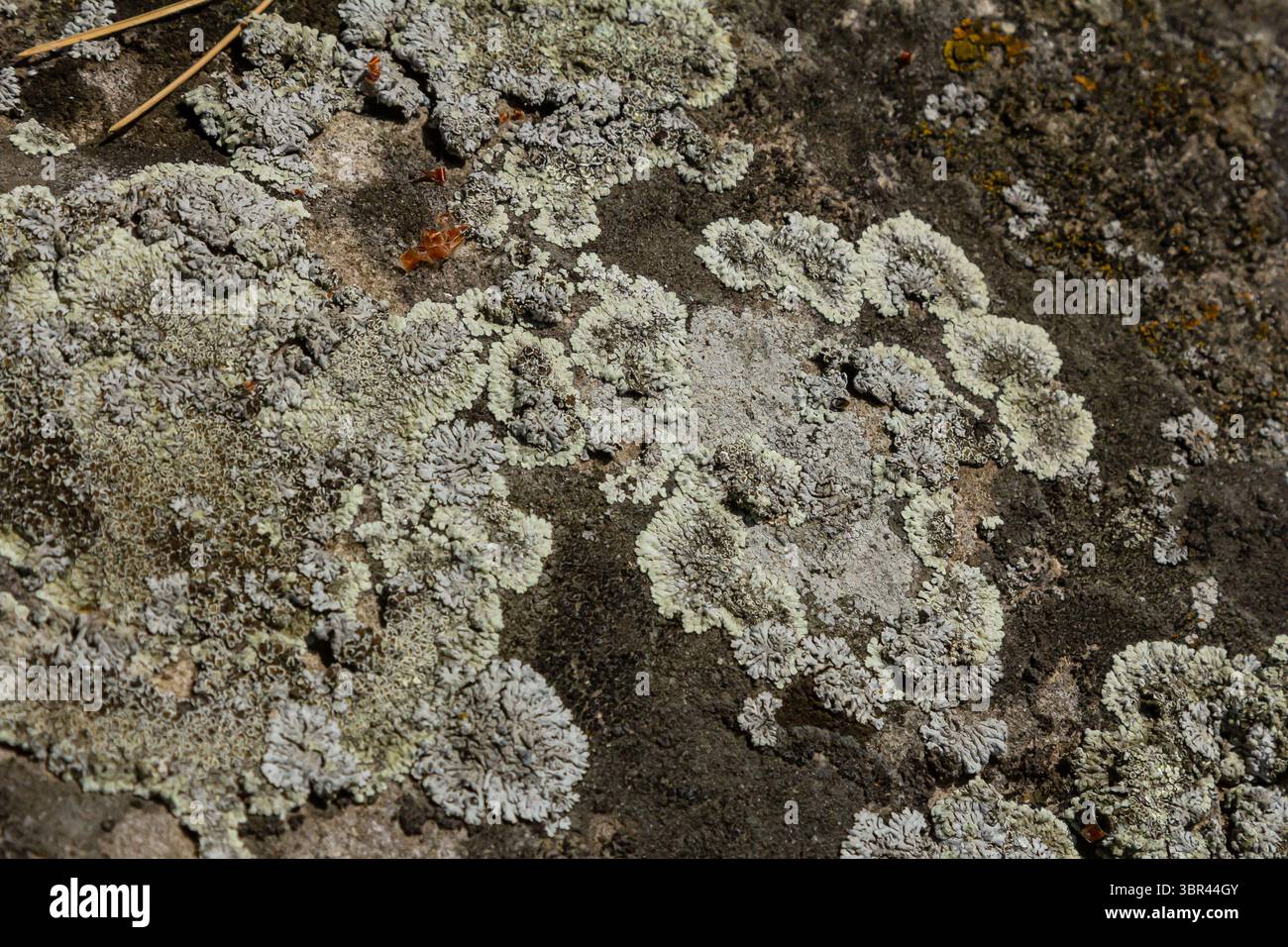 Intricate patterns of lichen cover a rock surface highlighting the ...