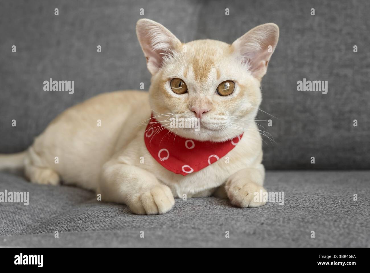 Burmese cat amber eyes hi-res stock photography and images - Alamy