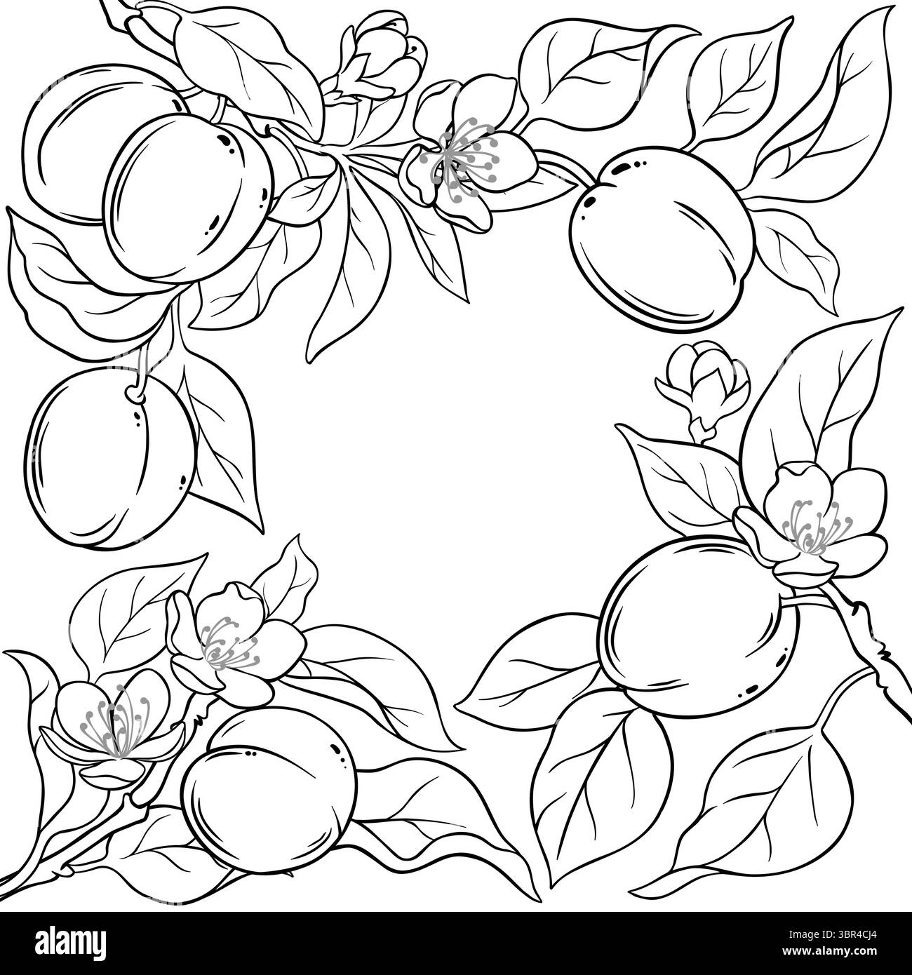 Apricot Branch with Fruits Outline Frame Stock Vector Image & Art - Alamy