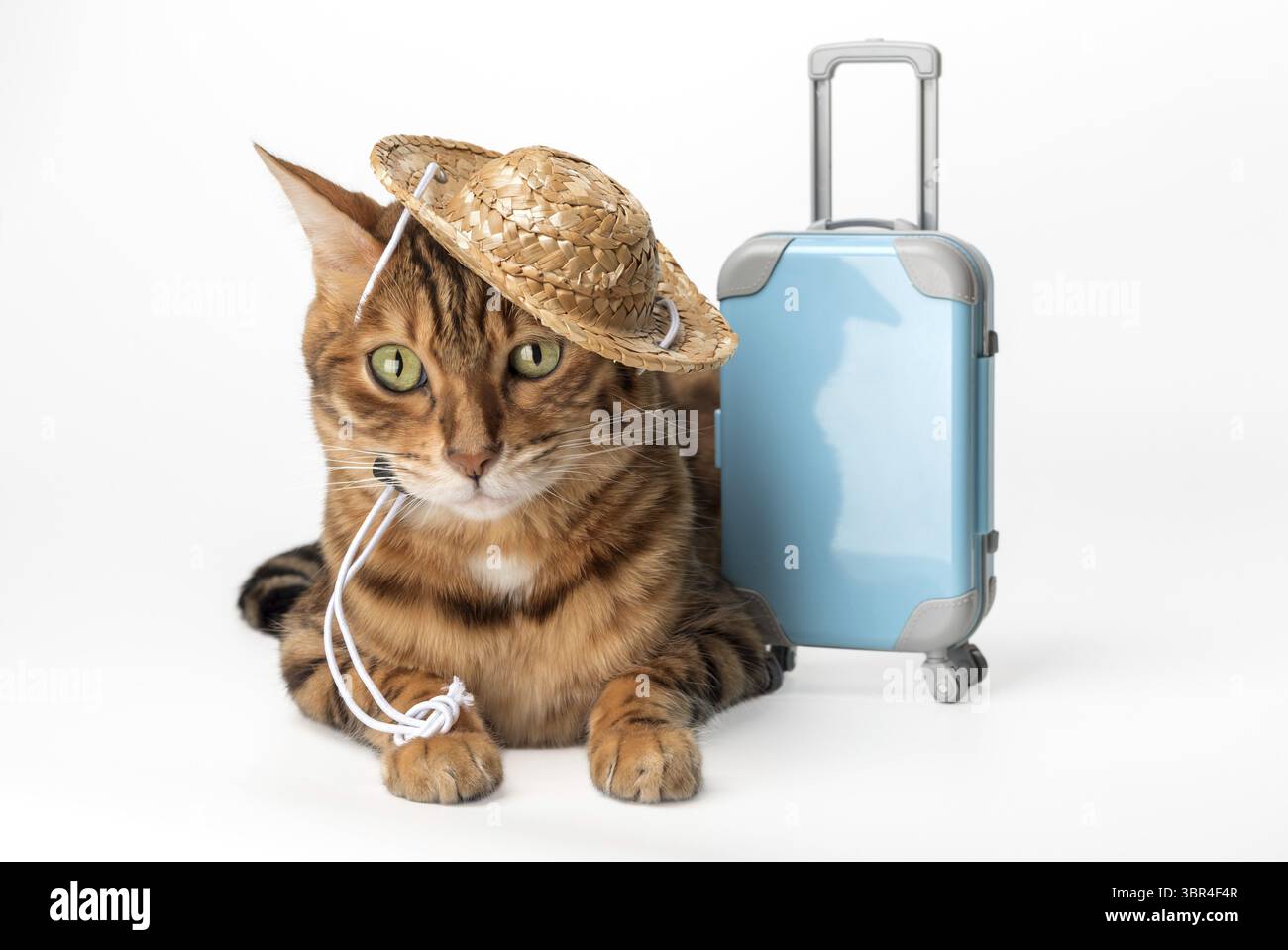 Cute cat with suitcase and in straw hat on white background. Funny cat ...