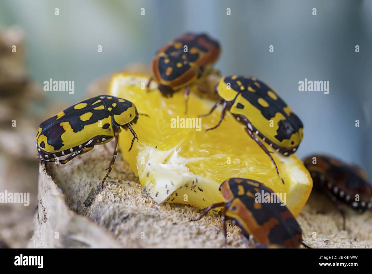 Black and yellow scarab beetle Pachnoda aemula on nature background ...