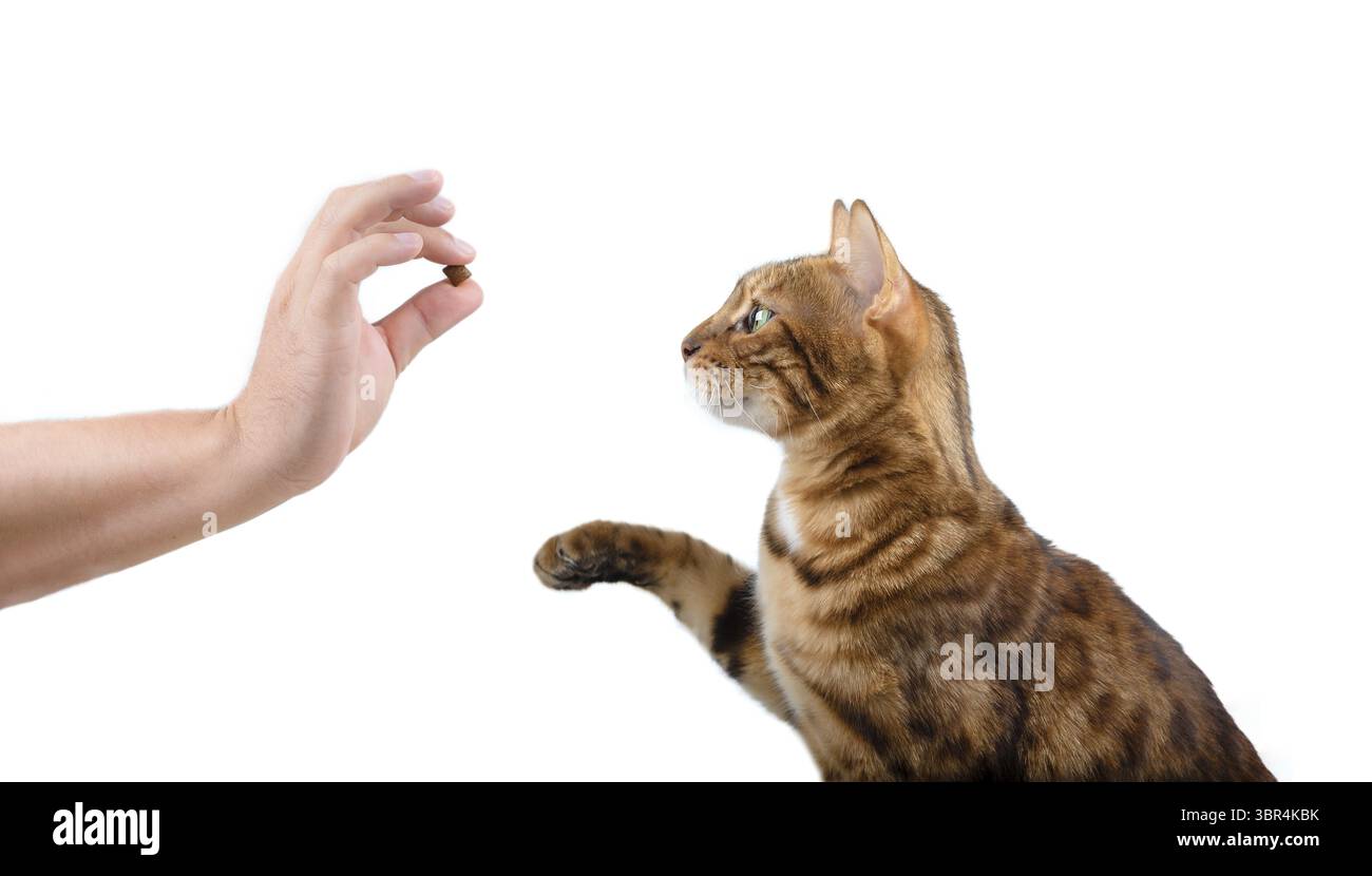Pet owner training on Cut Out Stock Images & Pictures - Alamy