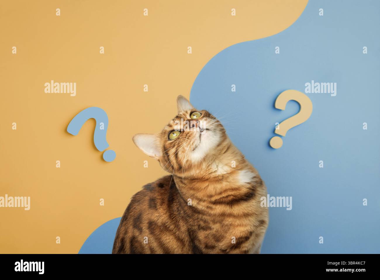 Cute curious cat with question marks on an orange - blue background ...