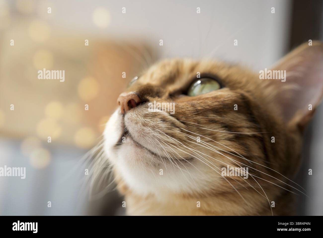 Cat side profile hi-res stock photography and images - Alamy