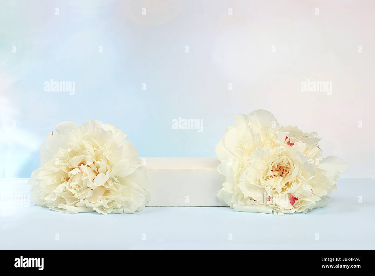 Minimal flower arrangement abstract hi-res stock photography and images ...