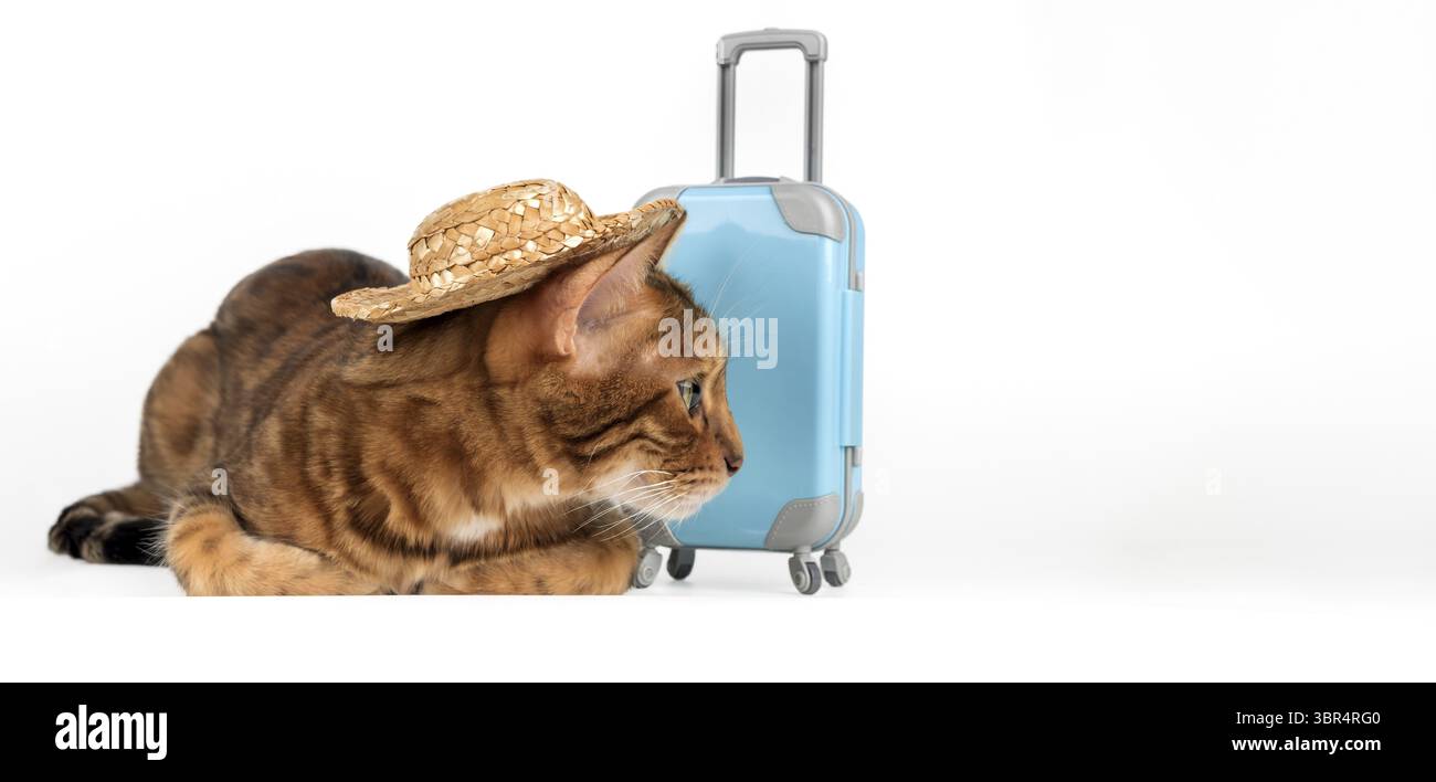 Cute cat with suitcase and in straw hat on white background. Funny cat ...