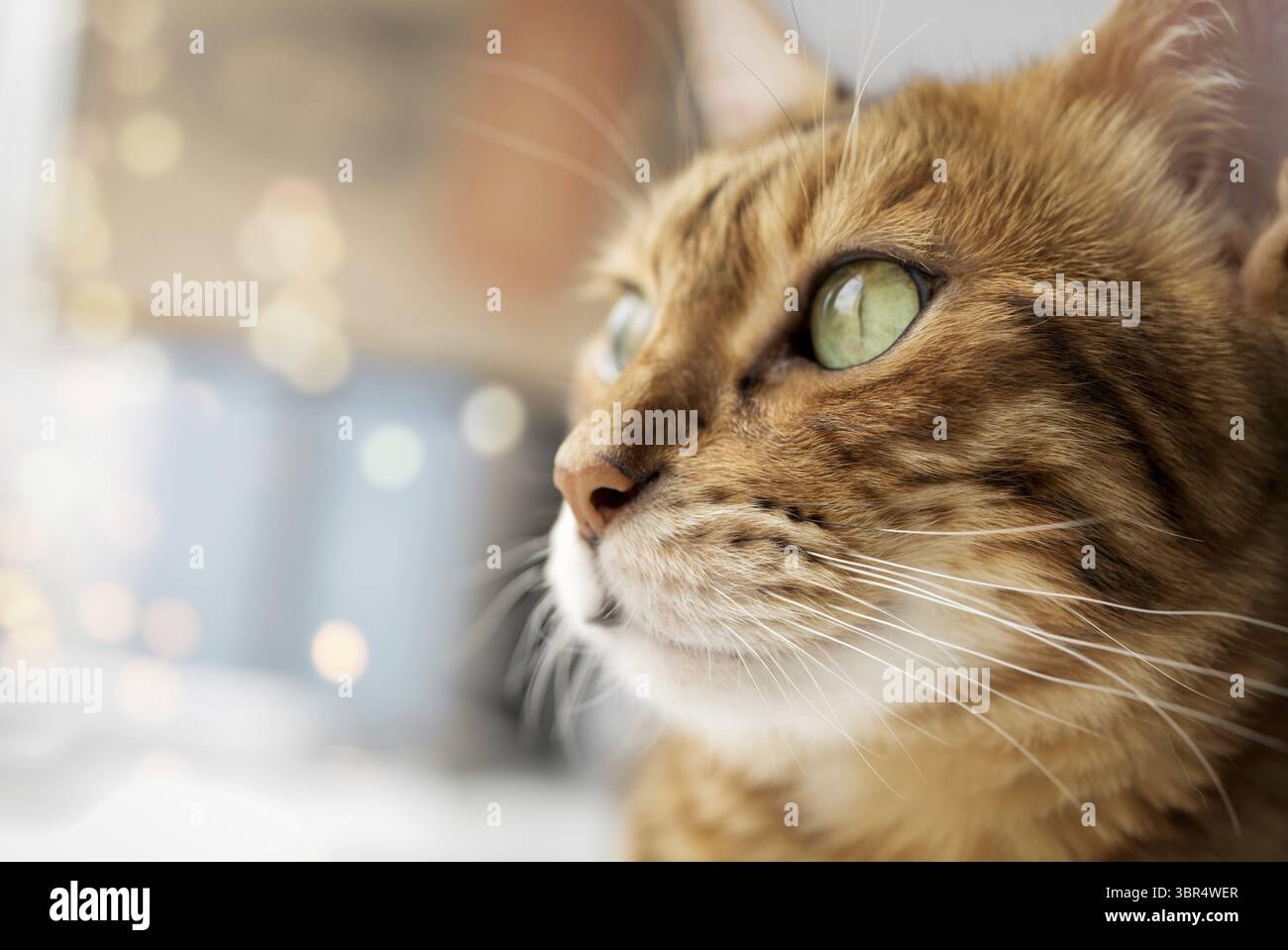 Cat side profile hi-res stock photography and images - Alamy
