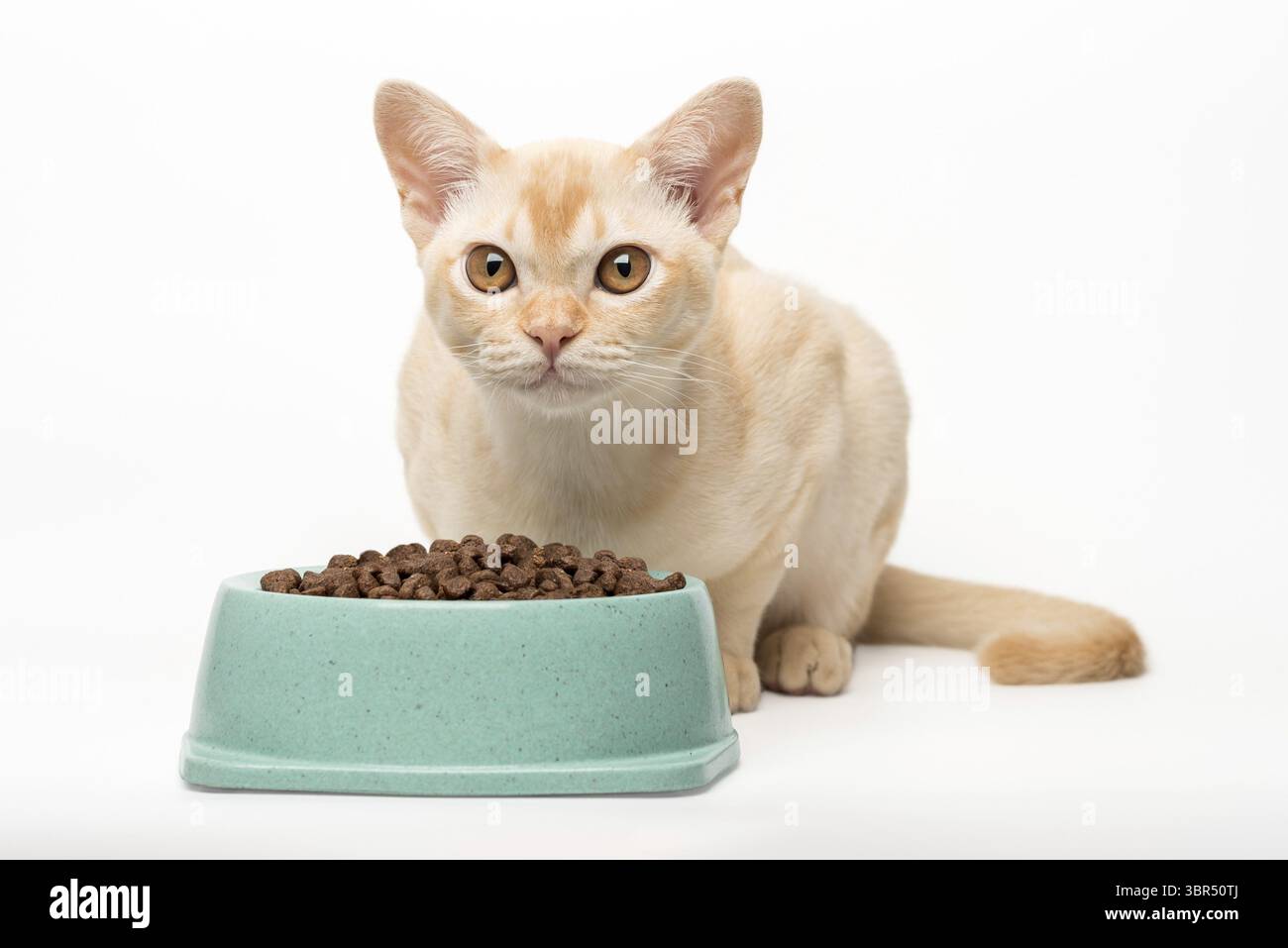 Kitten cream burmese eats hi-res stock photography and images - Alamy