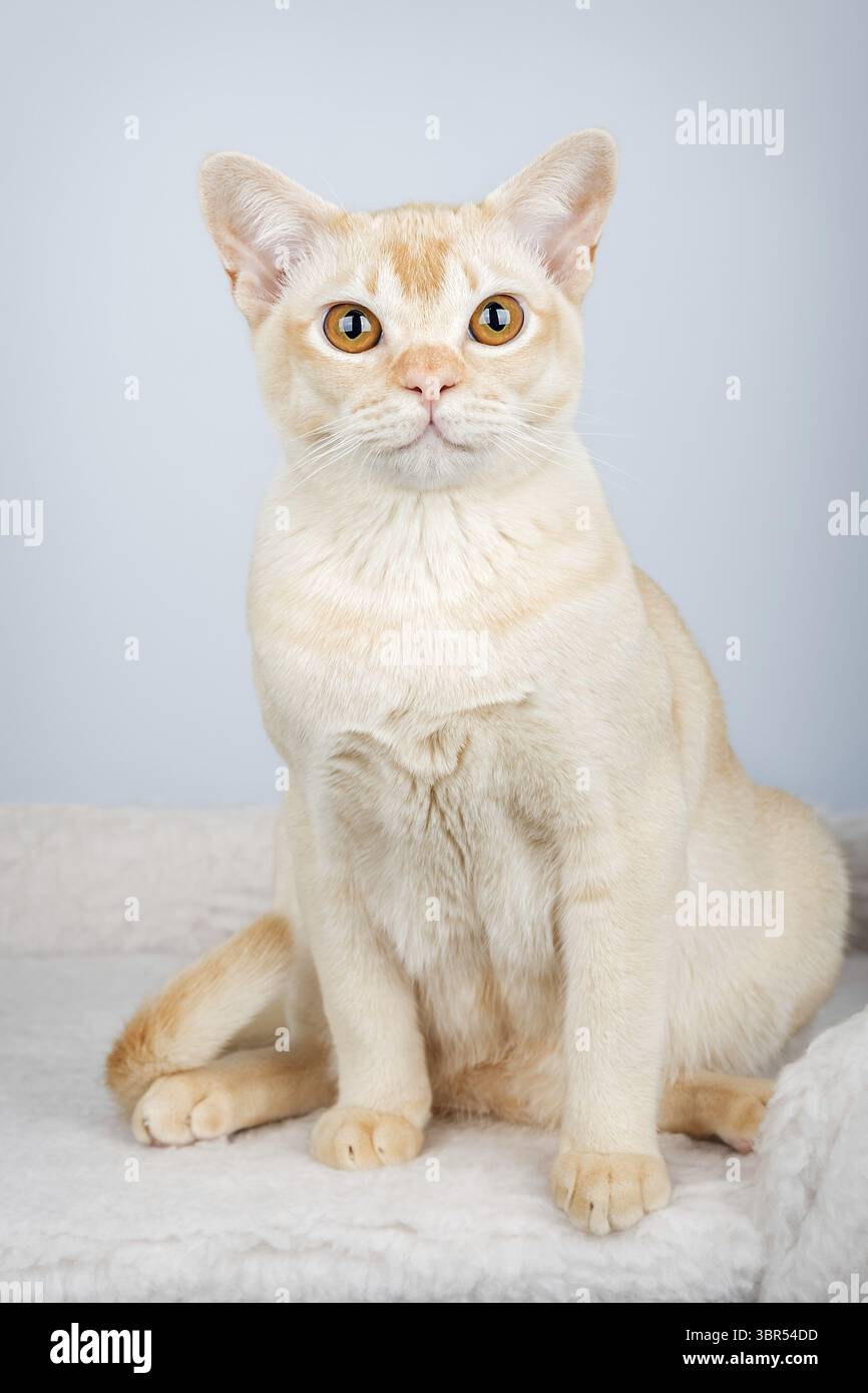 Close-up portrait of a charming cream Burmese cat with expressive ...