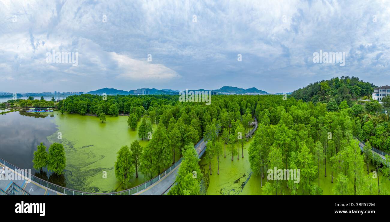 Aerial photo shows the summer scenery of a water forest park in ...