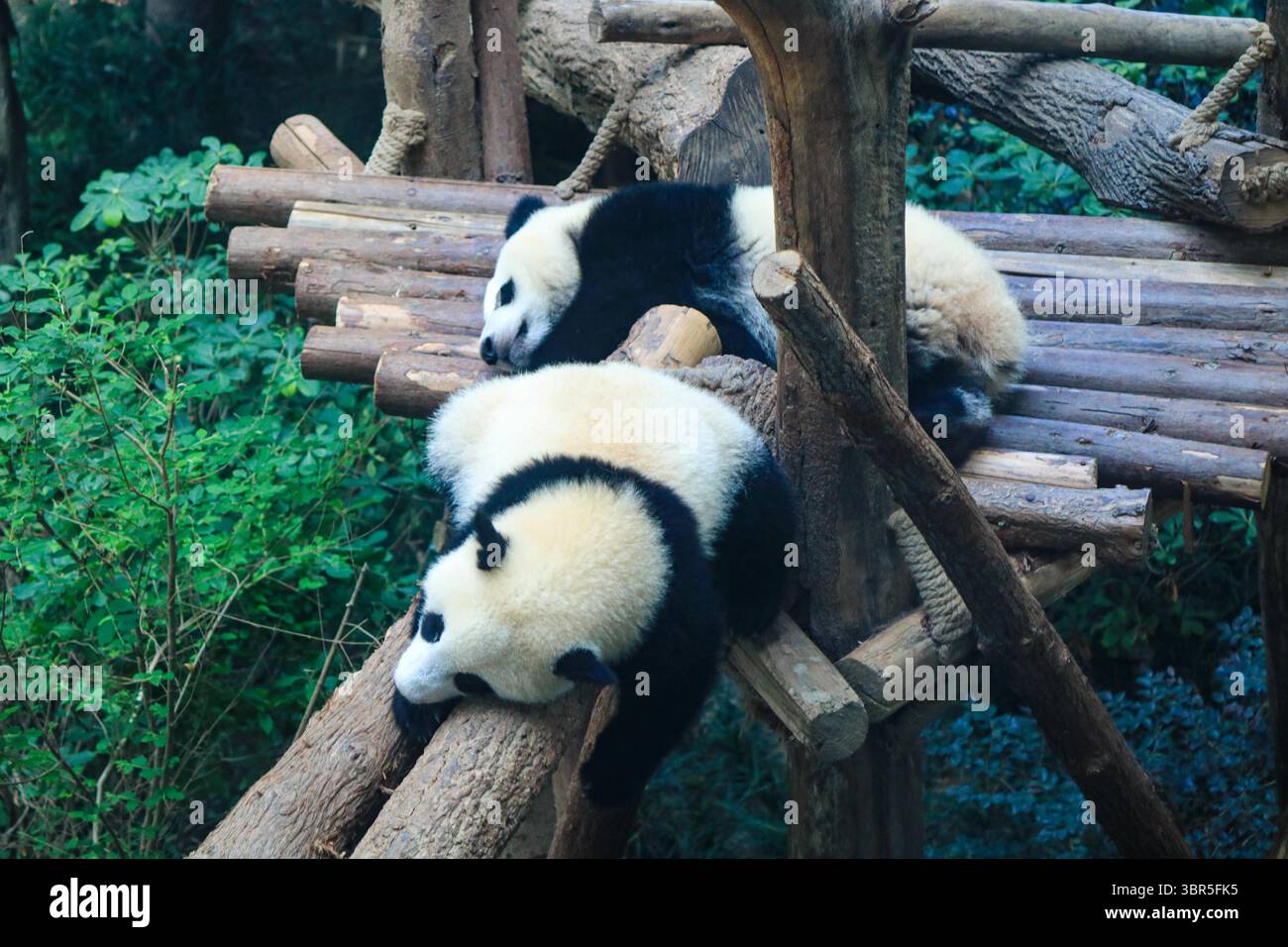 Giant pandas enjoy summer time in Chengdu City, southwest China's ...