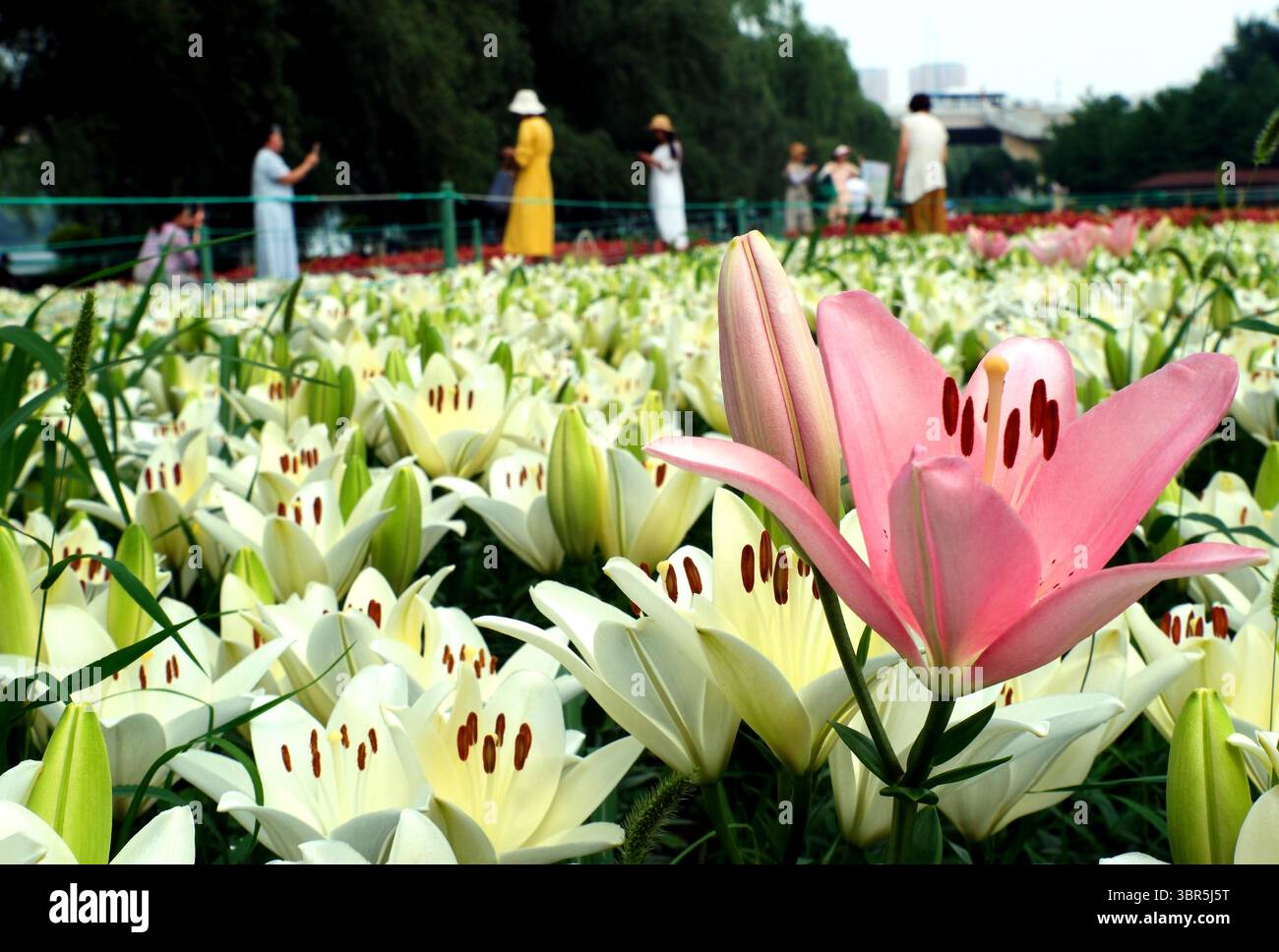 Lily flowers bloom in Shenyang City, northeast China's Liaoning ...