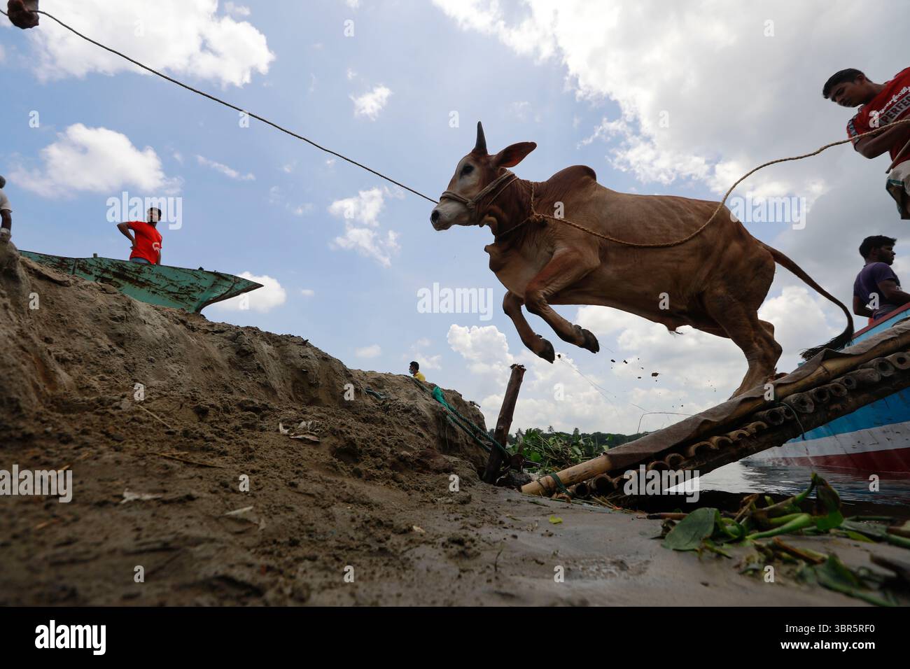 July 25, 2020, Dhaka, Bangladesh: Bangladeshi traders unloading a vessel of sacrificial animals ...