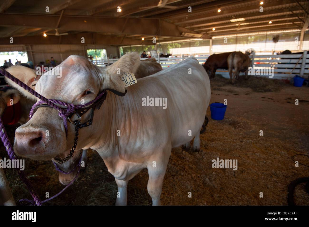 July 25, 2020, Manhattan, Kansas, USA: A cow is tied up in a Casement ...
