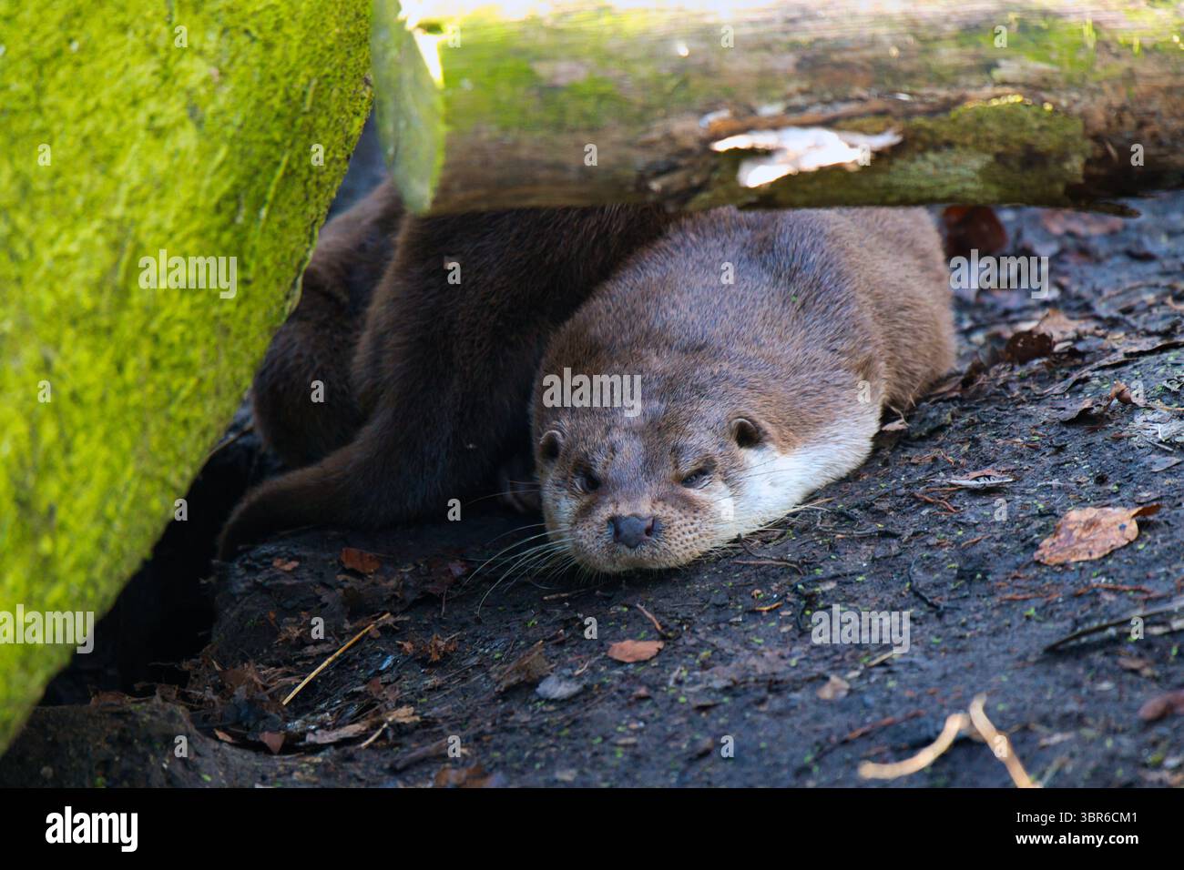 European Otter Resting Under Log in Forest Habitat Stock Photo - Alamy