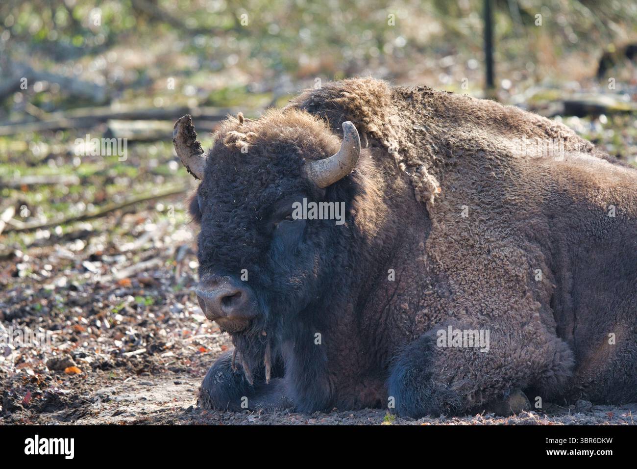 American Bison Resting in Wisentgehege Wildlife Park Stock Photo - Alamy
