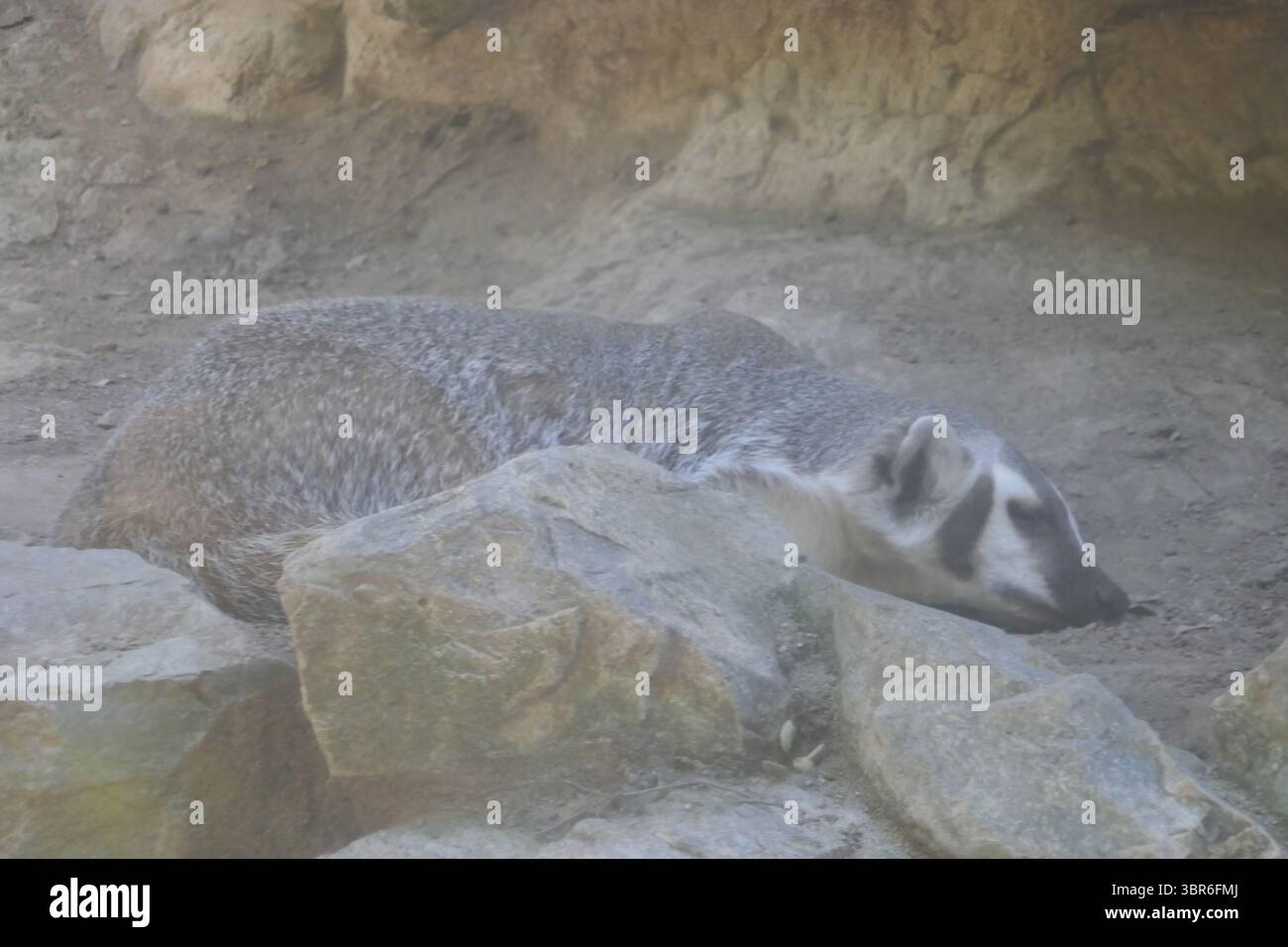 Los Angeles, California, USA 9th July 2025 American Badger at LA Zoo on ...