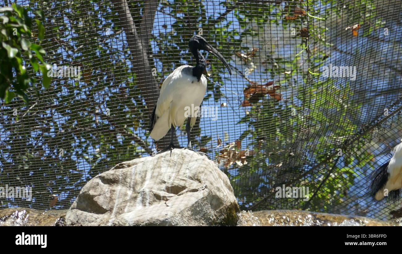 Los Angeles, California, USA 9th July 2025 Ibis in Aviary at LA Zoo on ...